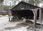 Chesser Island Homestead