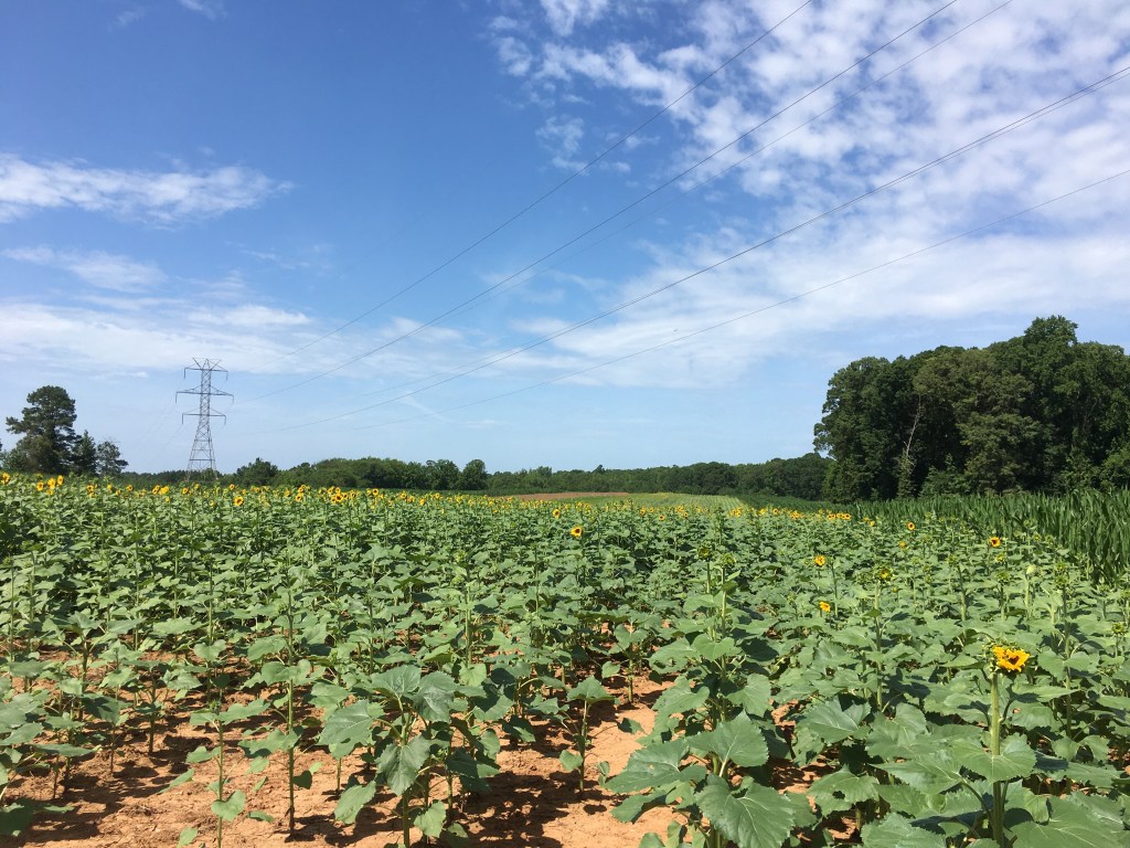 Sunflowers at Draper Wildlife Management Area
