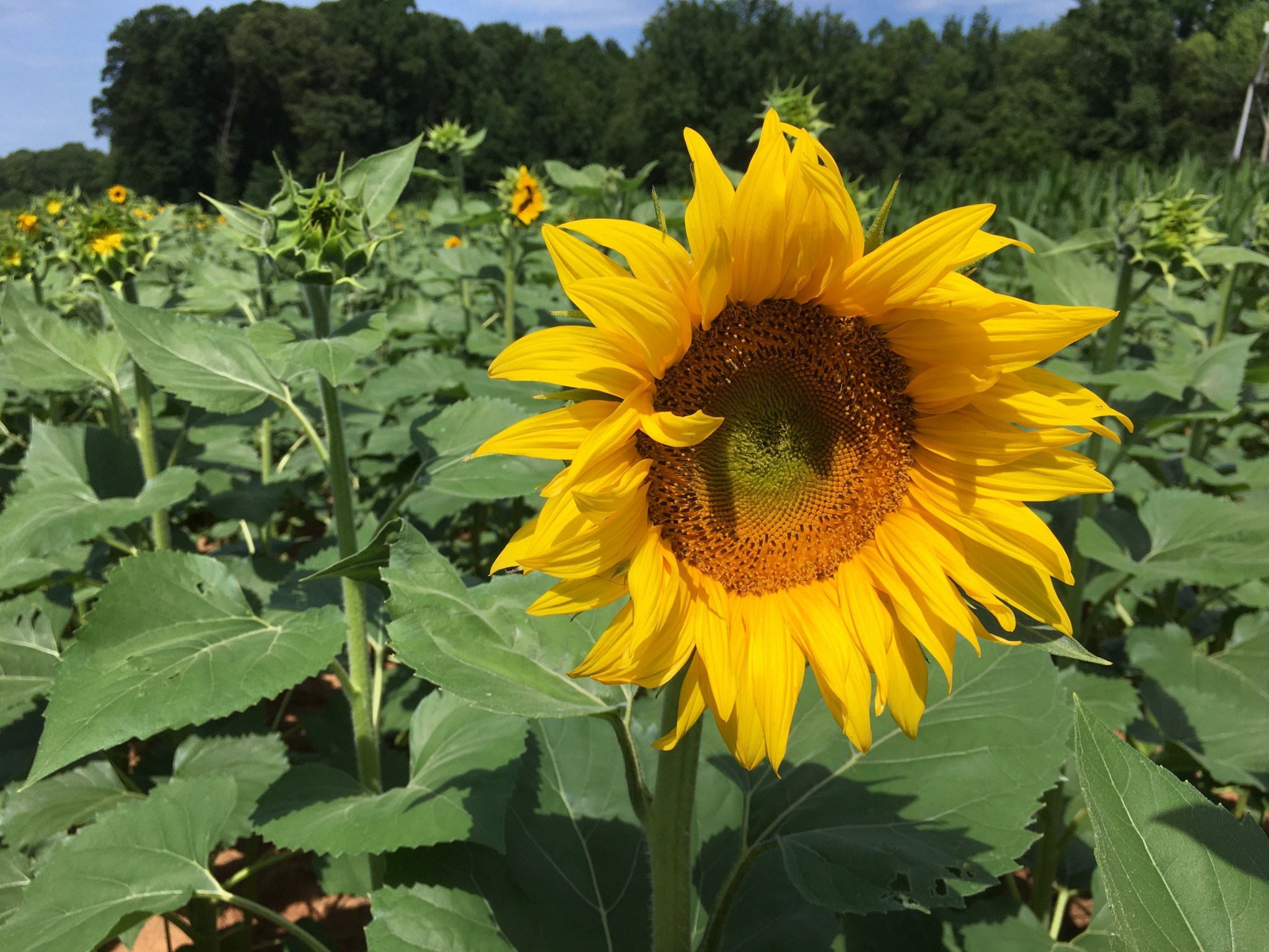 Sunflowers at Draper Wildlife Management Area