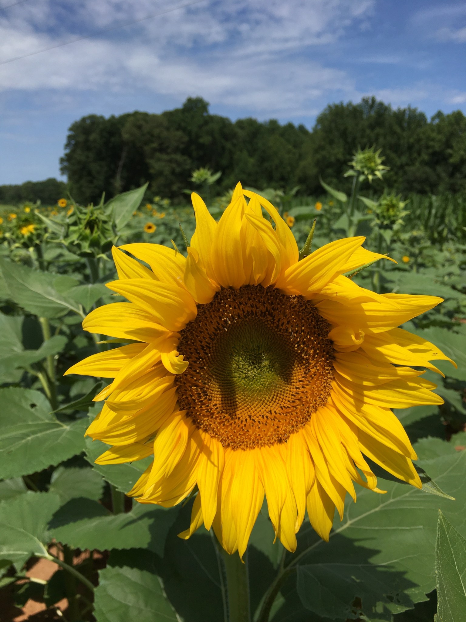 Sunflowers at Draper Wildlife Management Area