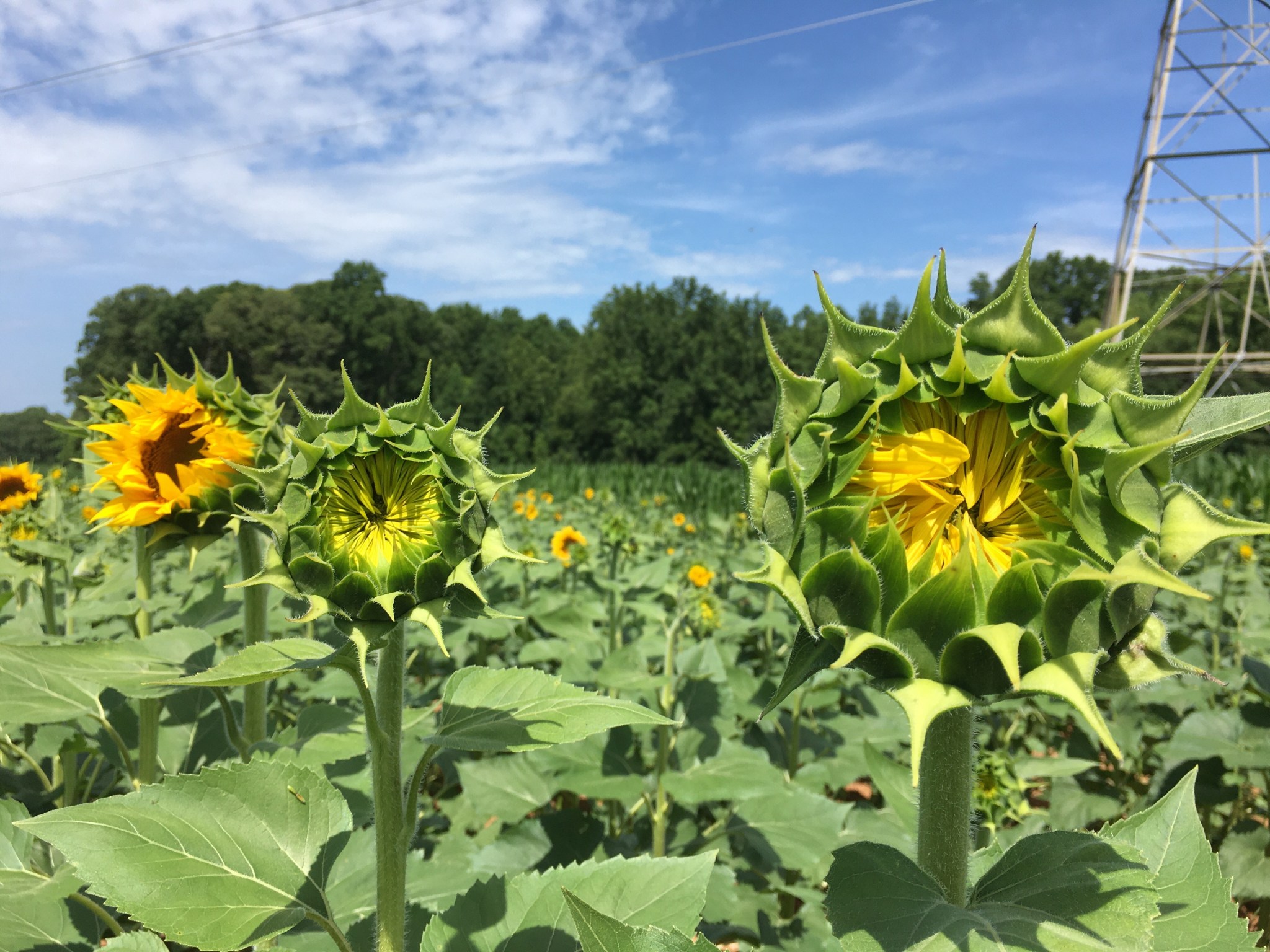 Sunflowers at Draper Wildlife Management Area