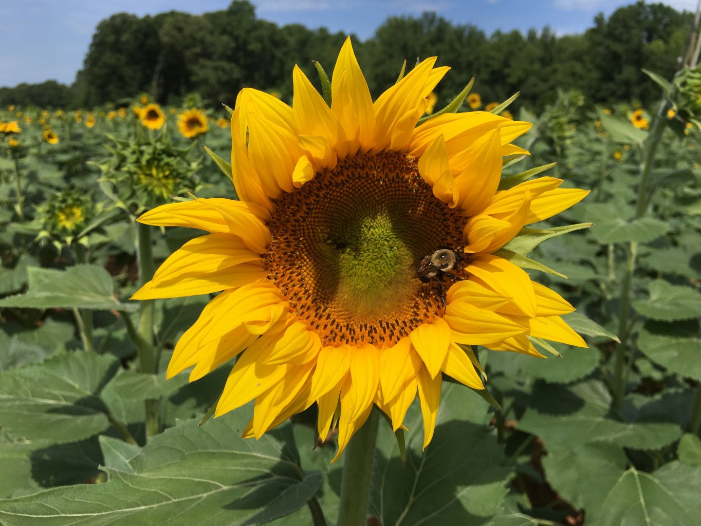 Sunflowers at Draper Wildlife Management Area