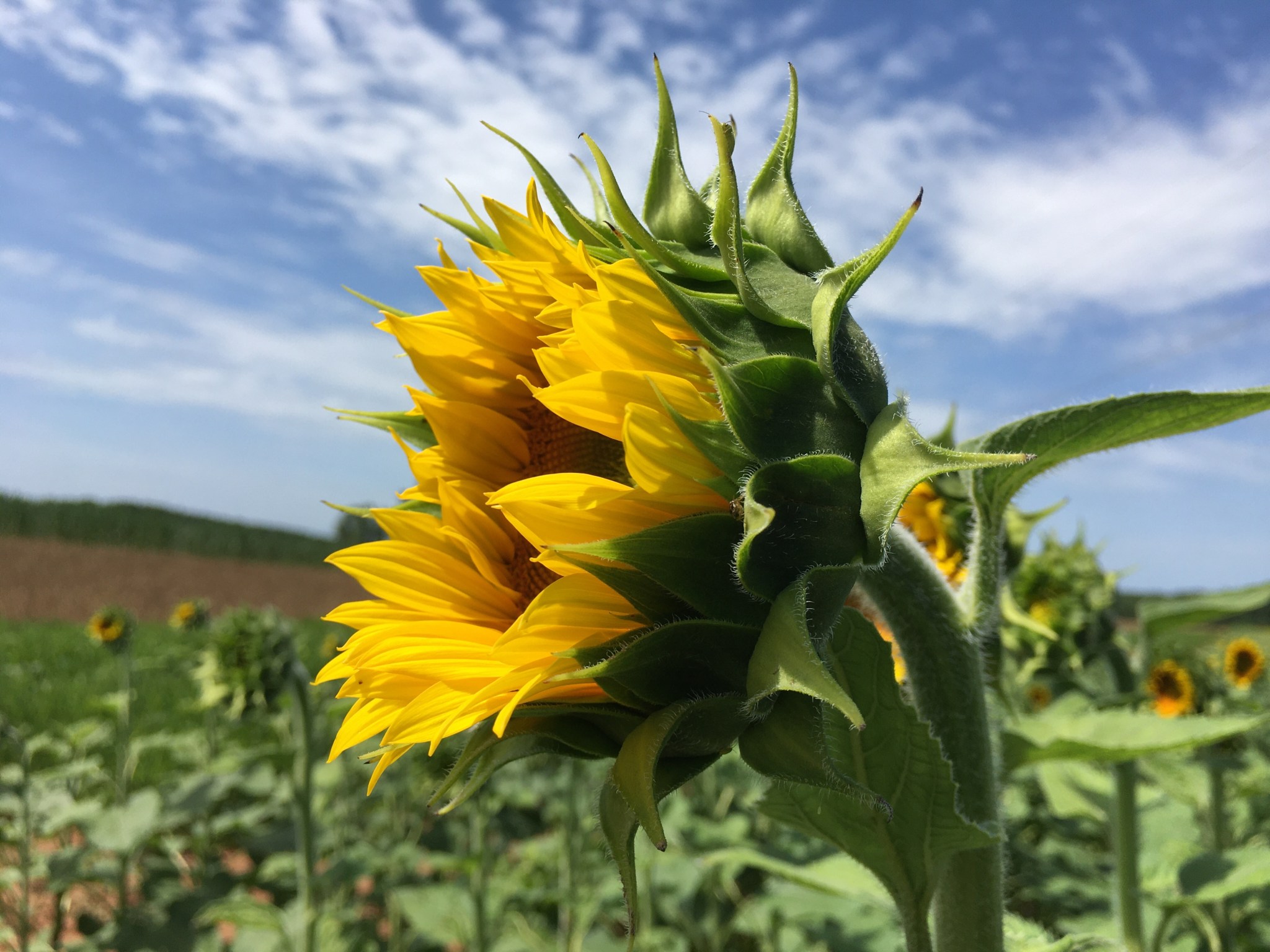 Sunflowers at Draper Wildlife Management Area