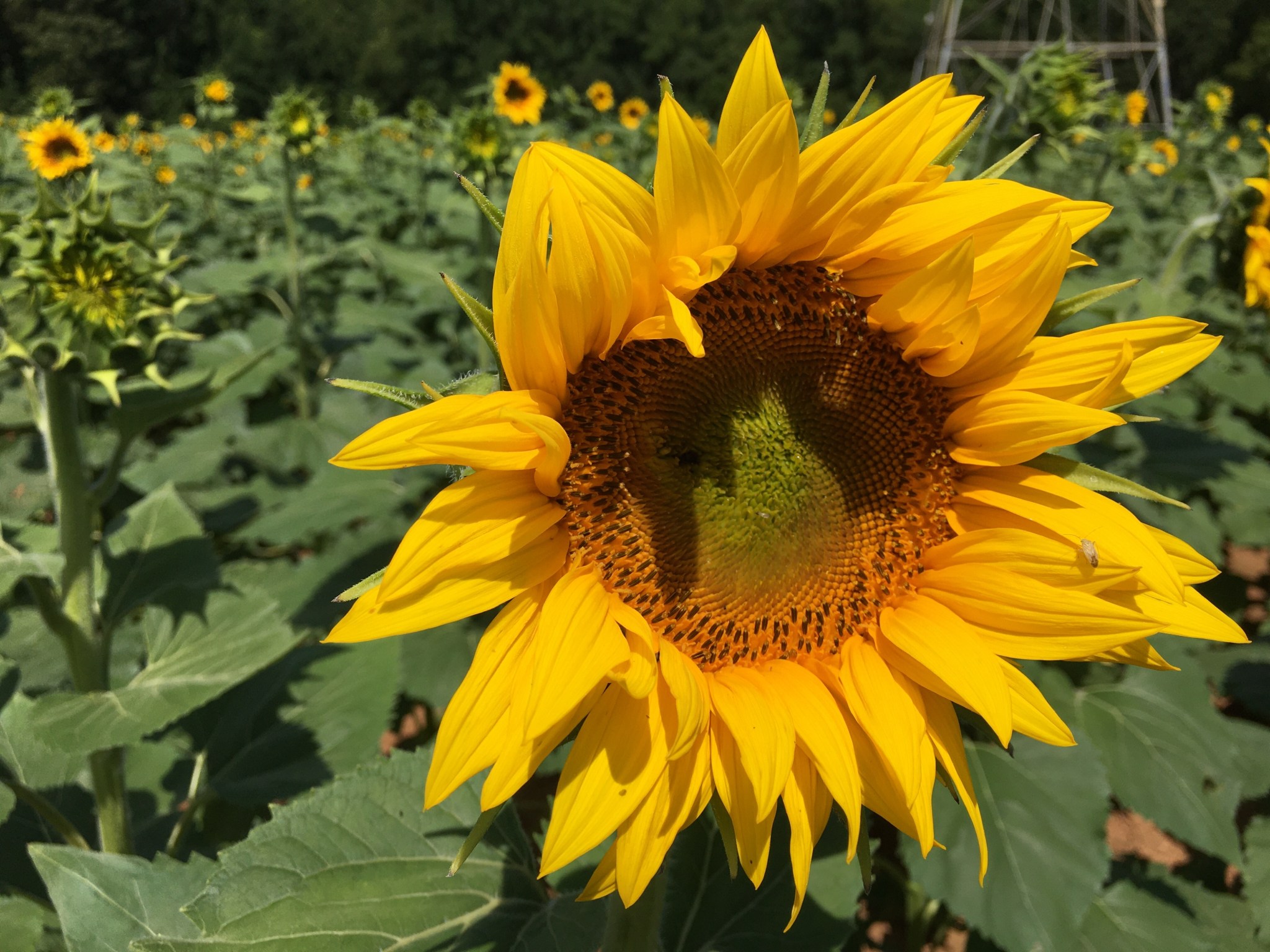 Sunflowers at Draper Wildlife Management Area