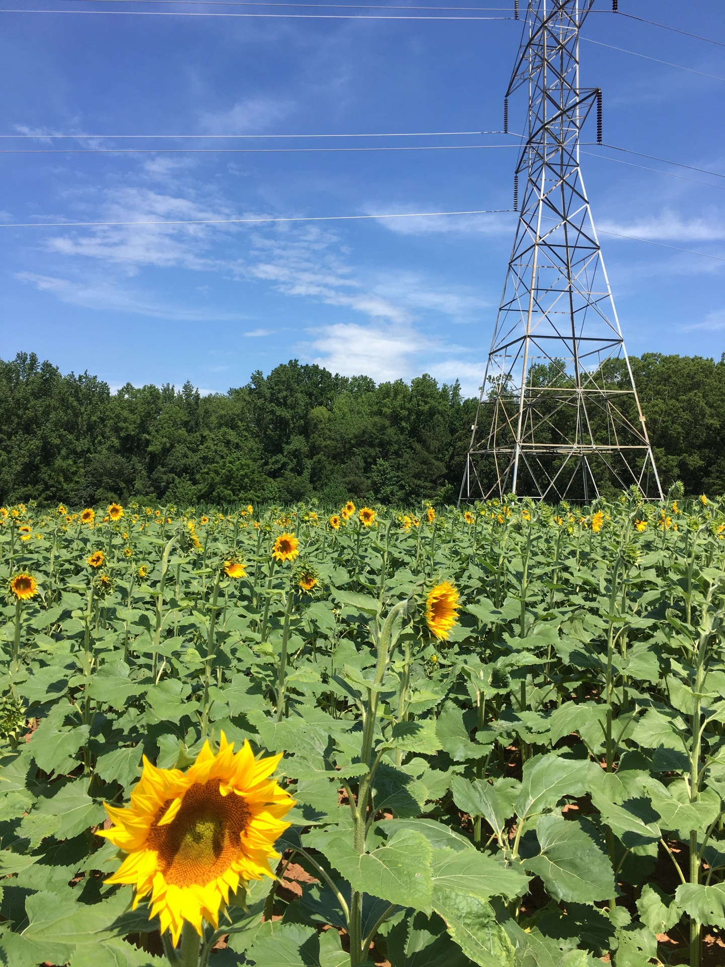 Sunflowers at Draper Wildlife Management Area