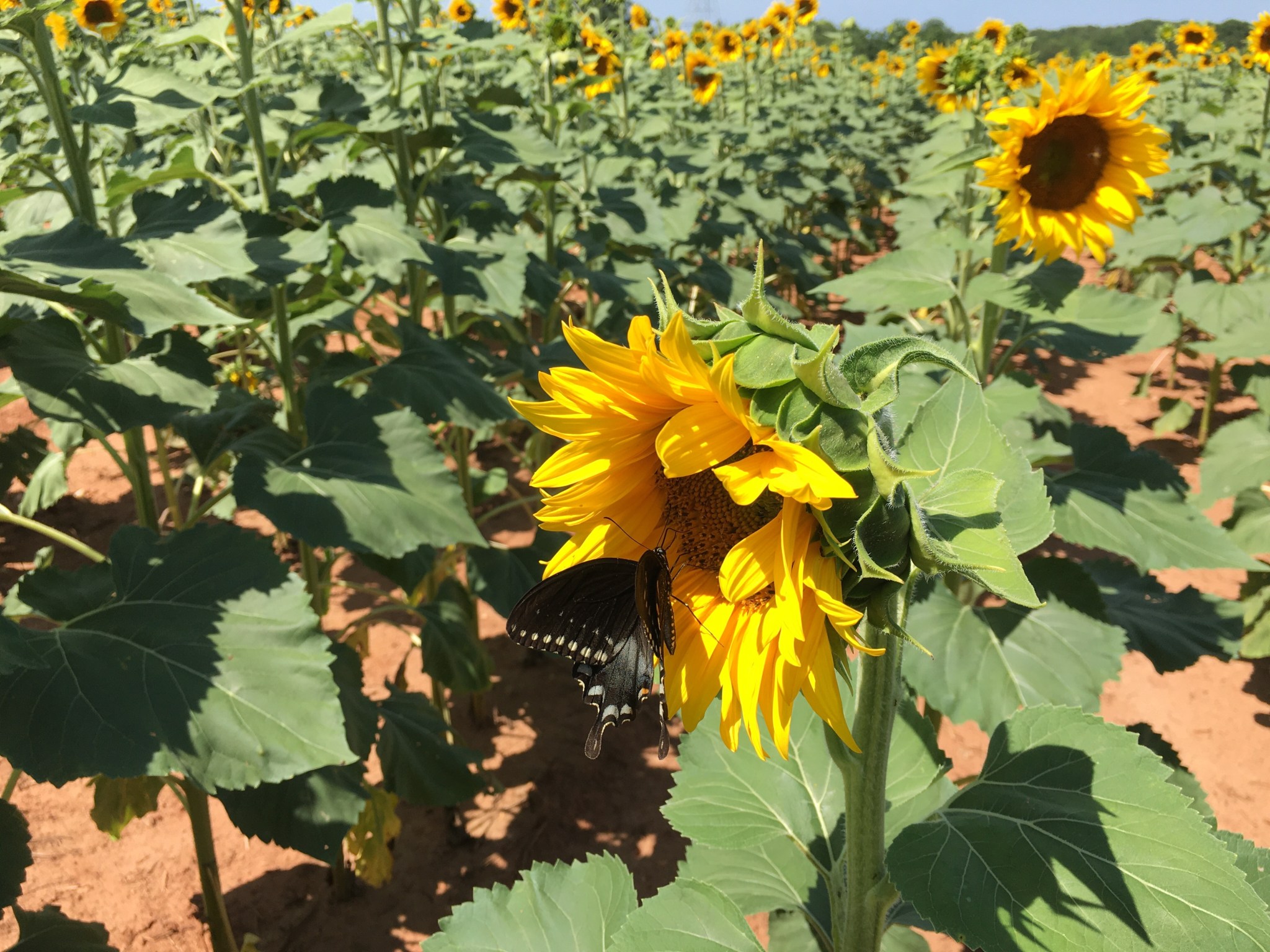 Sunflowers at Draper Wildlife Management Area