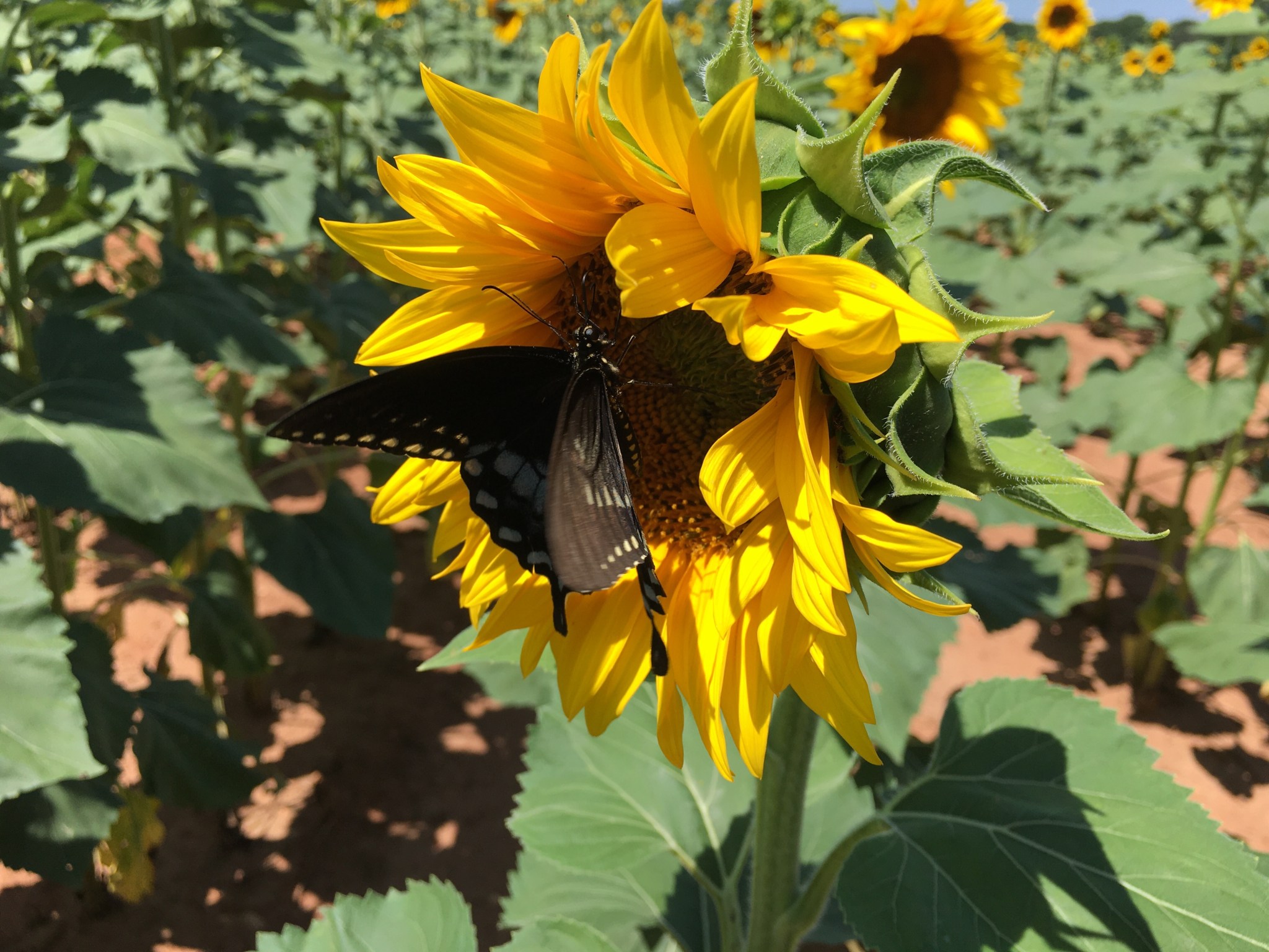 Sunflowers at Draper Wildlife Management Area
