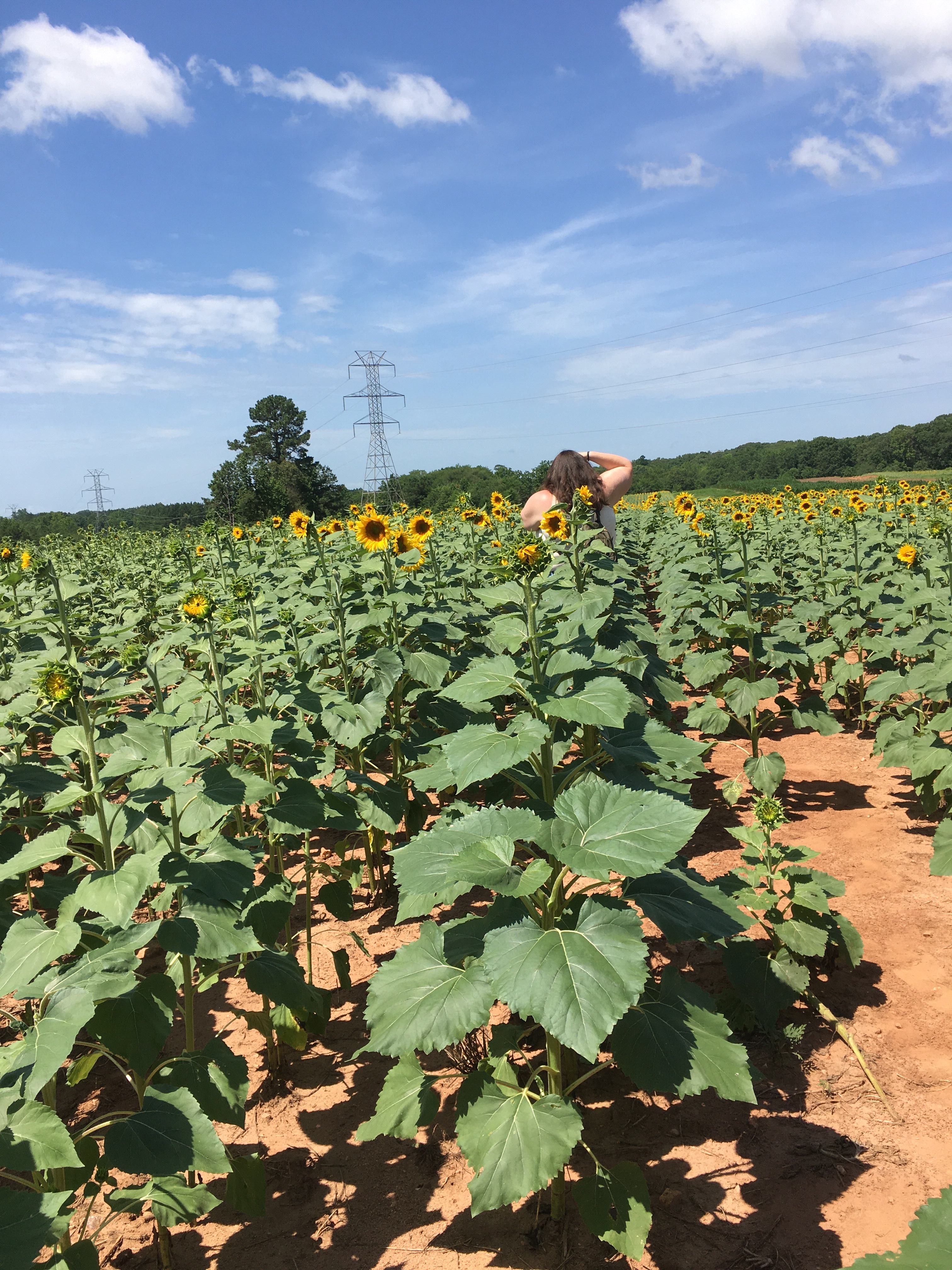 Sunflowers at Draper Wildlife Management Area