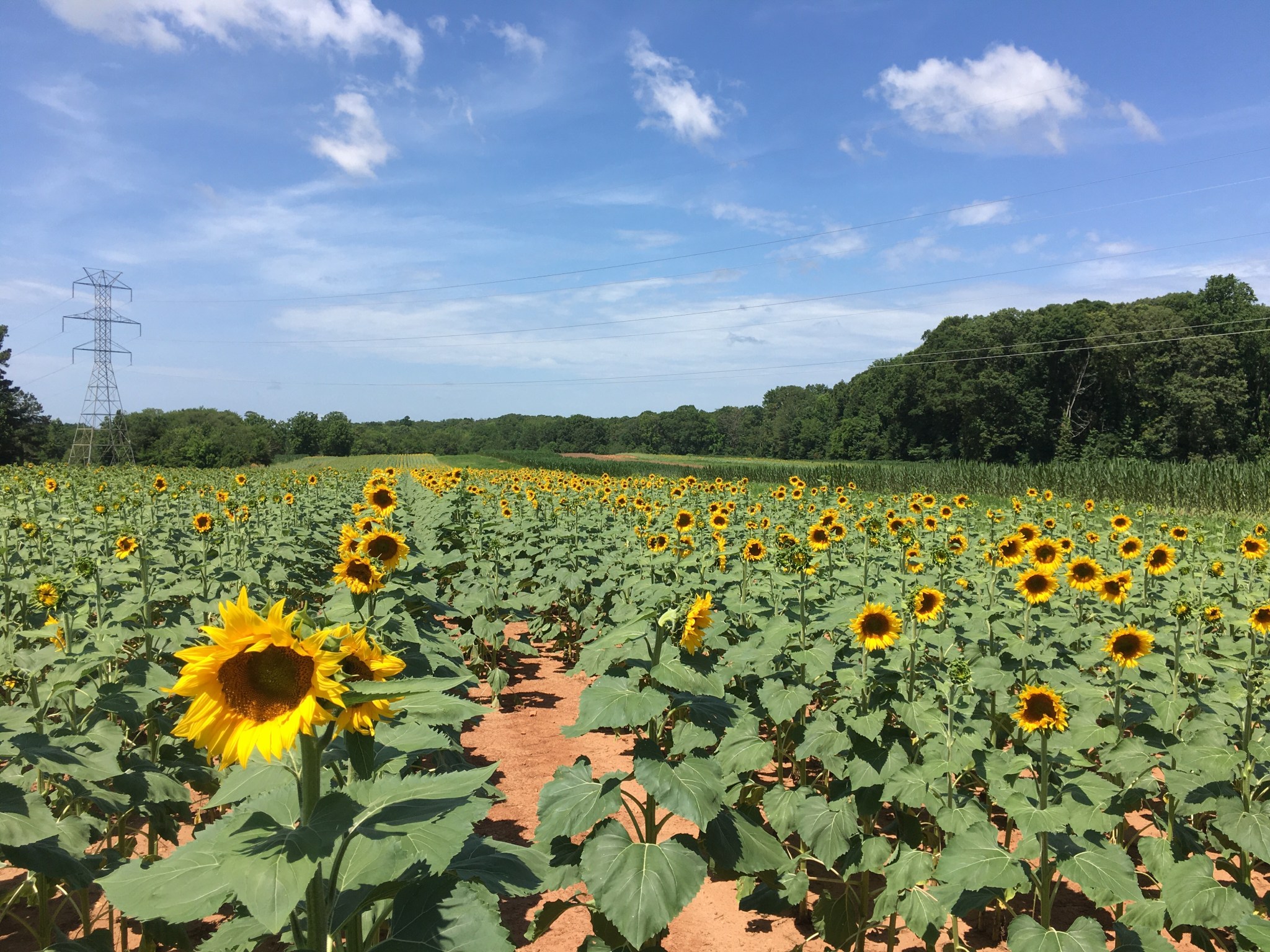 Sunflowers at Draper Wildlife Management Area