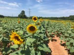 Sunflowers at Draper Wildlife Management Area